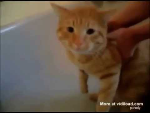 Hülya Avşar vs davut diyen kedi.