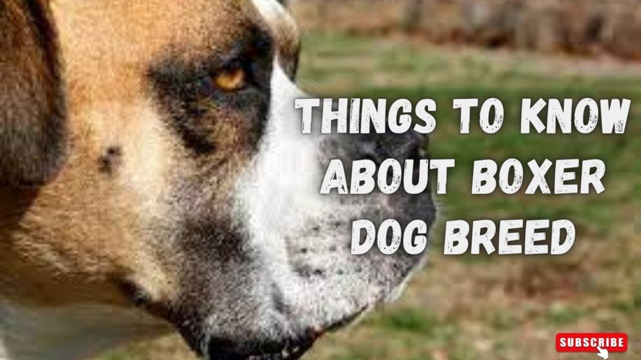 Things You Need To Know About BOXER Dog Breeds - Discovery Channel ...