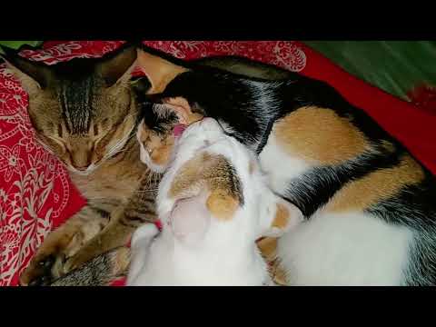 cats grooming session is on..
