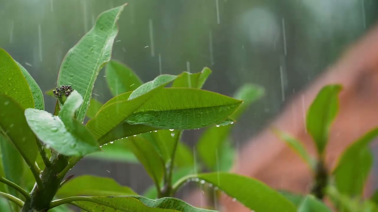 Relaxing Rain Sounds For Mind Relaxing Youtube