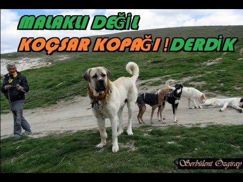 ESKİDEN KARŞIDAN ÖKÜZ GELİYOR ZANNEDERDİK DEV KÖPEKLER VARDI