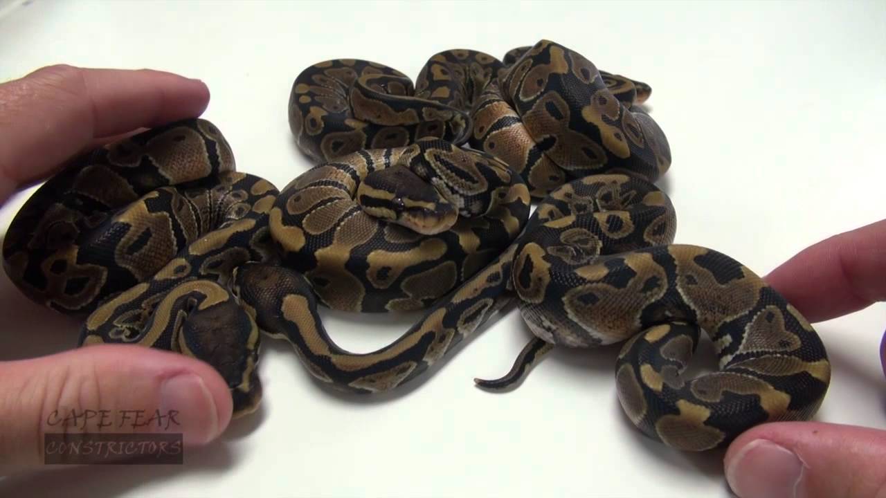 Cutting Ball Python Eggs - GHI & Spark x Yellow Belly - YouTube