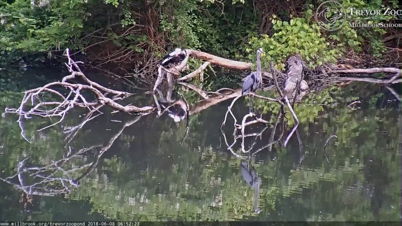 TZ Video 2018 06 08 064600 GBH FOUND ON SNAG - YouTube