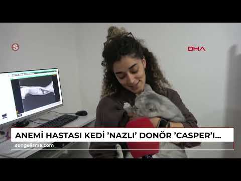 Anemi hastası kedi 'Nazlı', donör 'Casper'ın kanıyla sağlığına kavuştu / Video eklendi