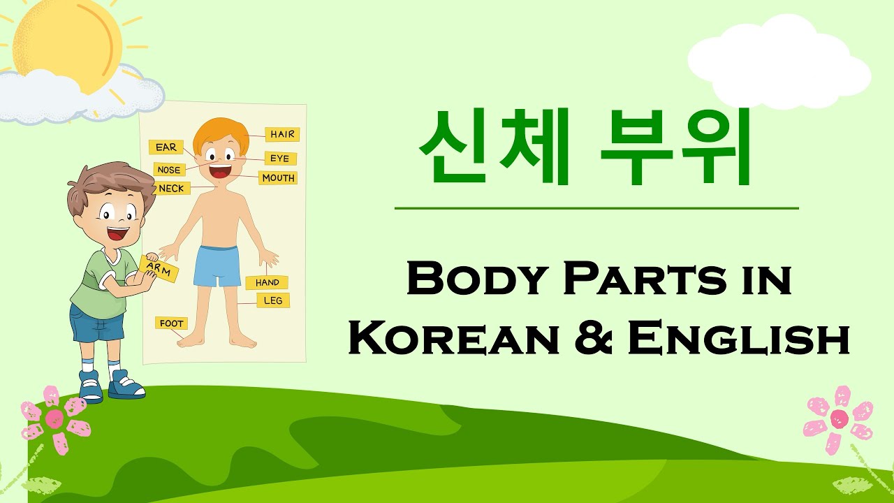 신체 부위 - Body Parts in Korean & English - YouTube