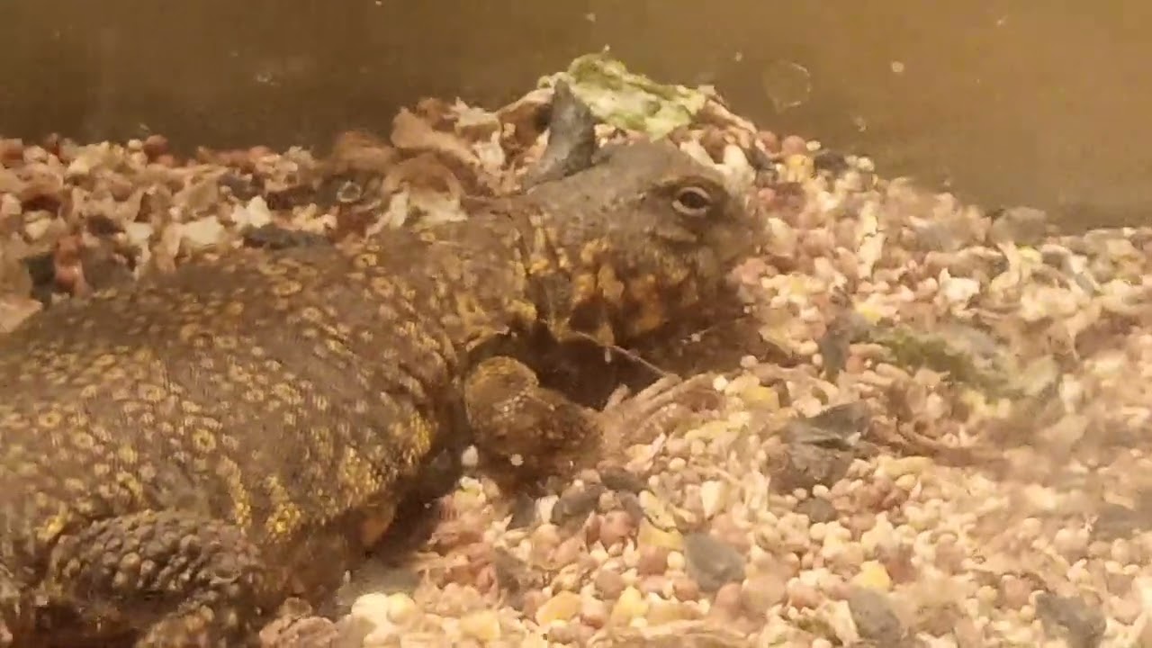 Euro mastic Spinny Tailed Lizard 🦎 He is 2 years old and is an awesome ...