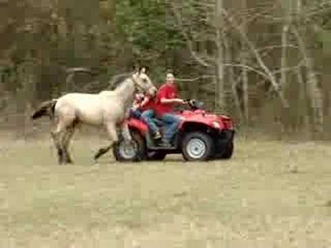 Tennessee Walking Horse Beautiful Buckskin Colt For Sale - YouTube