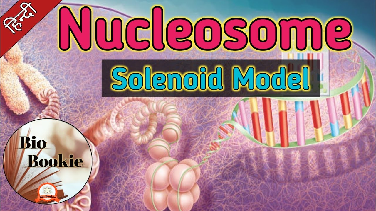 Nucleosome Solenoid Model || Packaging Of DNA In Chromosome - YouTube
