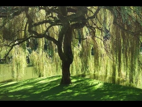 Yahusha's Call ~ OUR HARPS HUNG FROM THE WILLOW TREES Pt 1/2 - YouTube