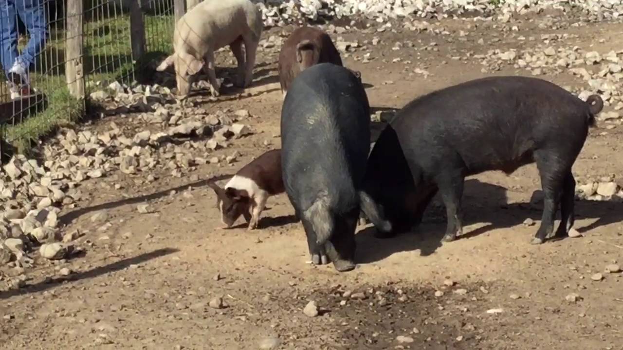 " To catch a pig " - YouTube