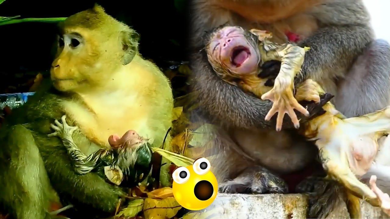 Monkey mother gave birth in the rainy night and gave birth to a lovely ...