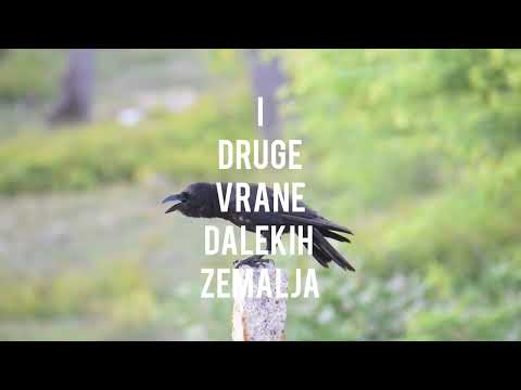 Vrane moje okoline i daljine #vrane #ptice - YouTube