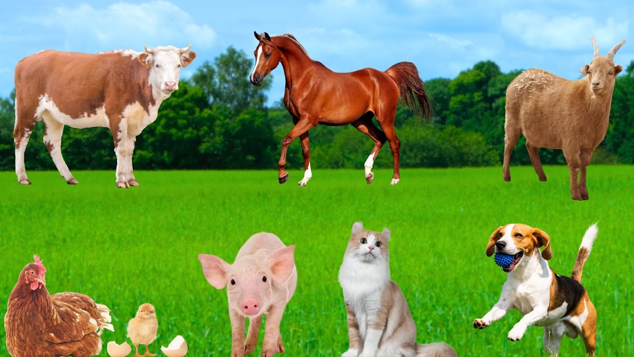Familiar Animals Around Us - Dogs, Chickens, Cats, Cows, Horses, Goats ...