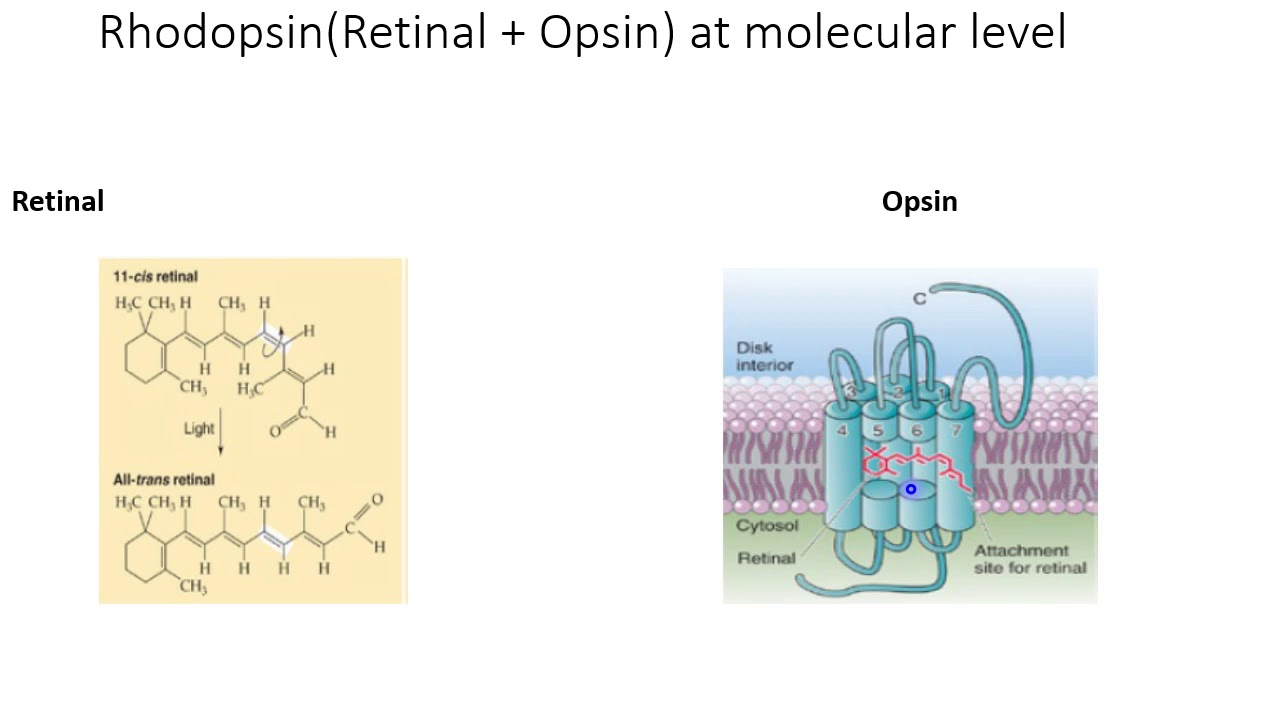 Phototransduction, Rhodopsin, Transducin - YouTube
