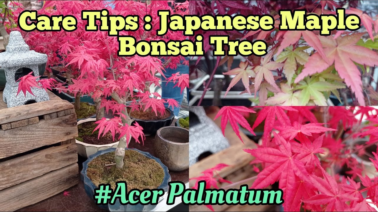 Japanese Maple Bonsai Tree / Acer Palmatum Care Guide (Outdoor) - YouTube