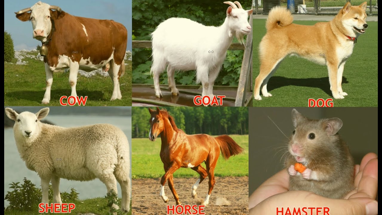 Learn Farm Animals For Kids 🐄🐑🐐🐎🐹🐶| Farm Animal Names and Sounds - YouTube