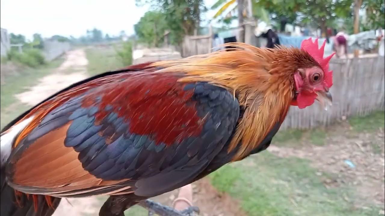 12 (4)Saib me nyuam qaib f1 tseem tsi tau khav nawb 2024 - YouTube