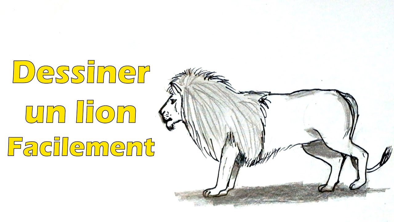 comment dessiner un lion étape par étape facilement - YouTube