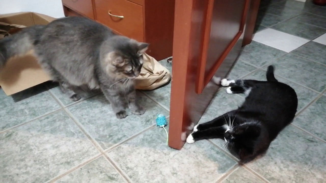 Mis gatos jugando con cajas - YouTube