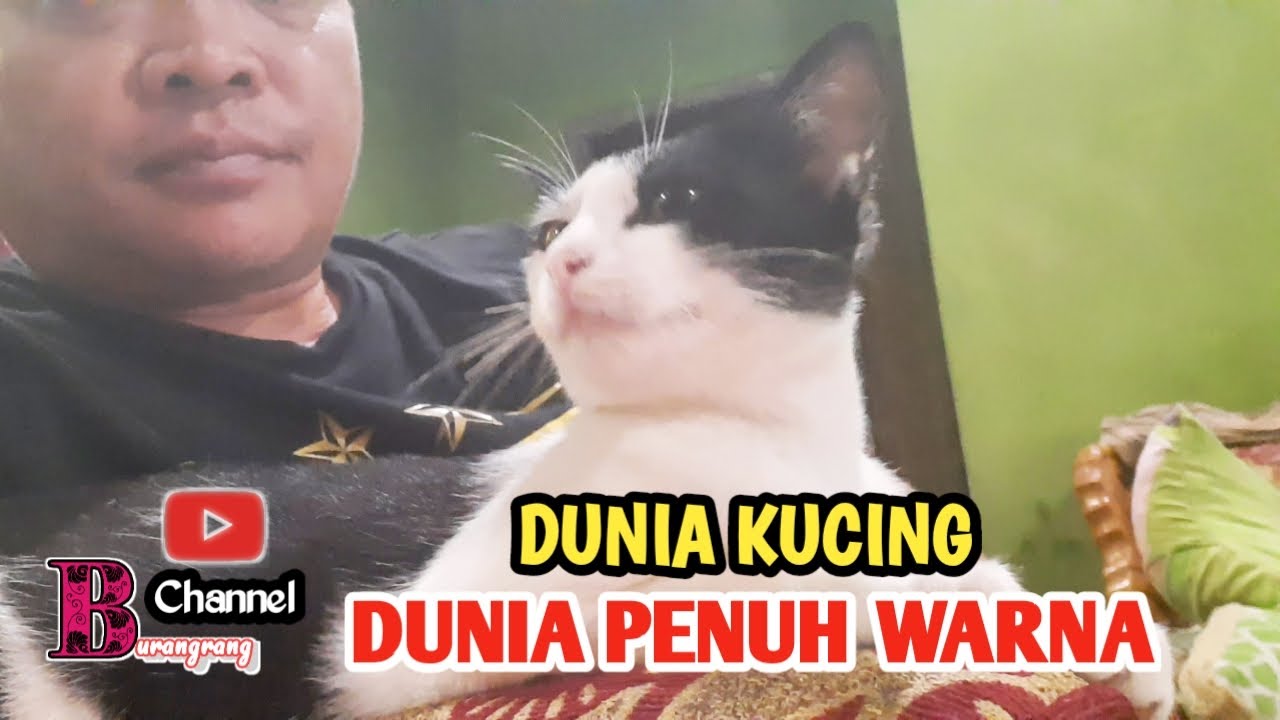 DUNIA KUCING DUNIA PENUH WARNA PENUH CERIA - YouTube