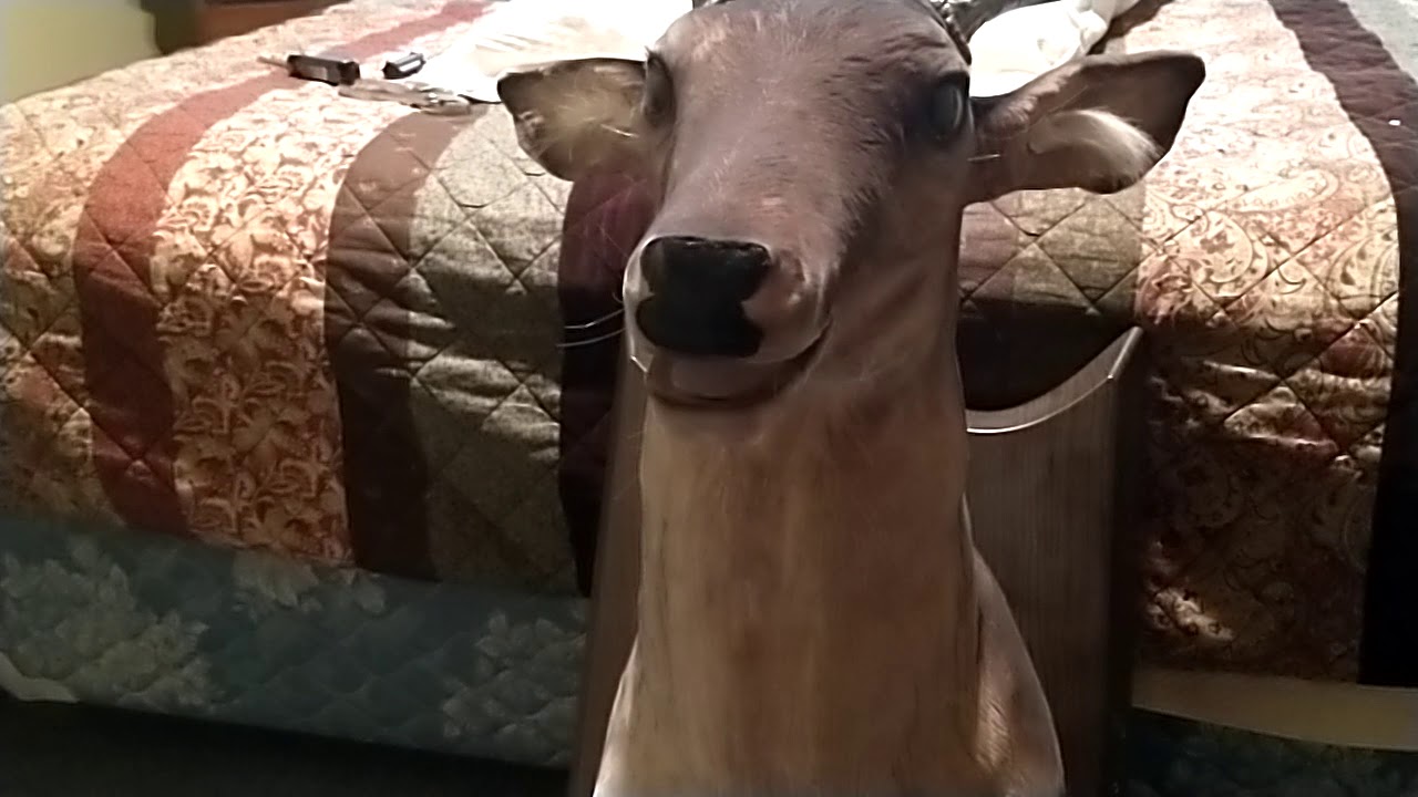 Buck The Singing Deer Repaired - YouTube