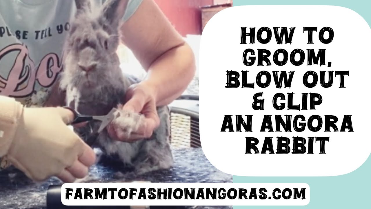 How I Groom my Angora Rabbits. The Blow out and Clipping demo that ...