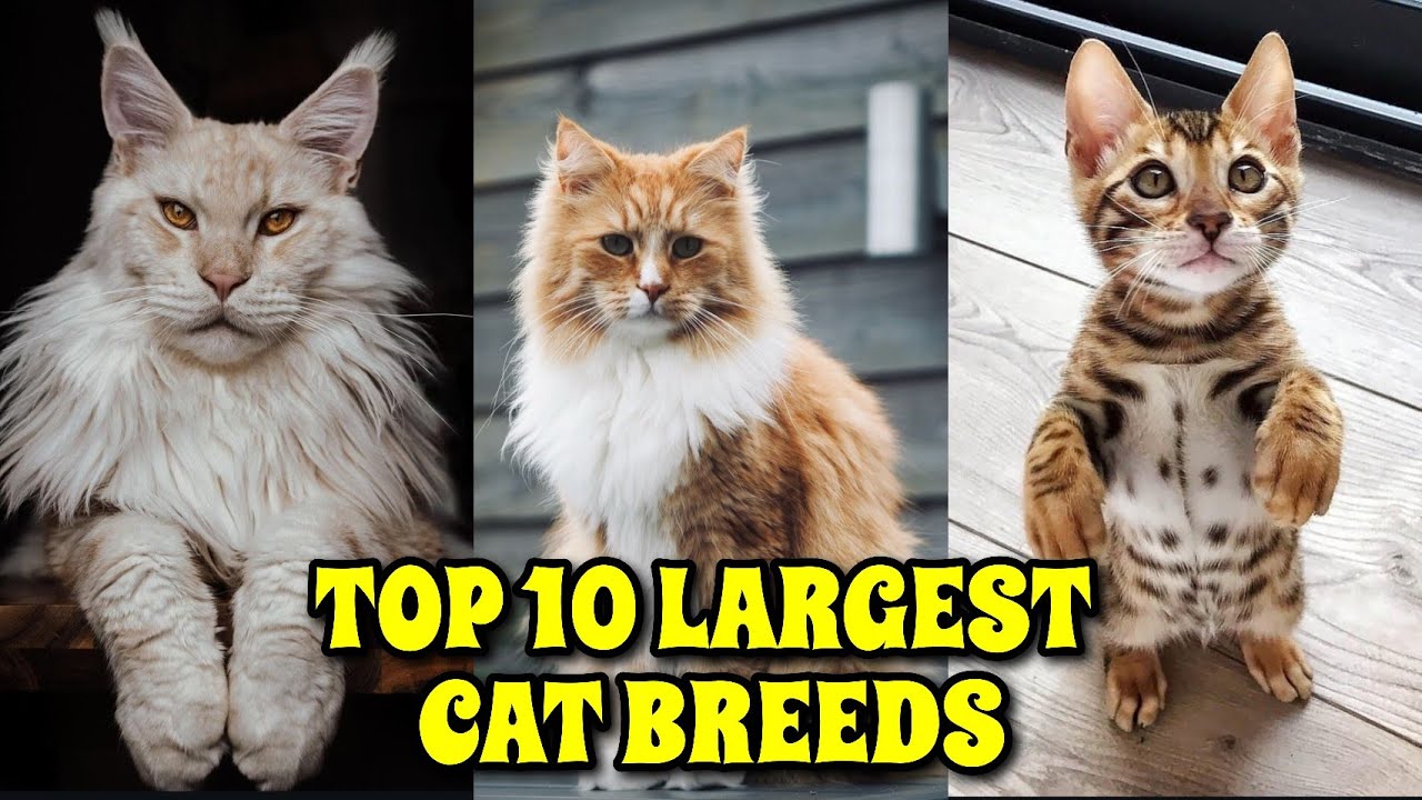 Top 10 Largest Cat Breeds in the World! | POV Panorama - YouTube