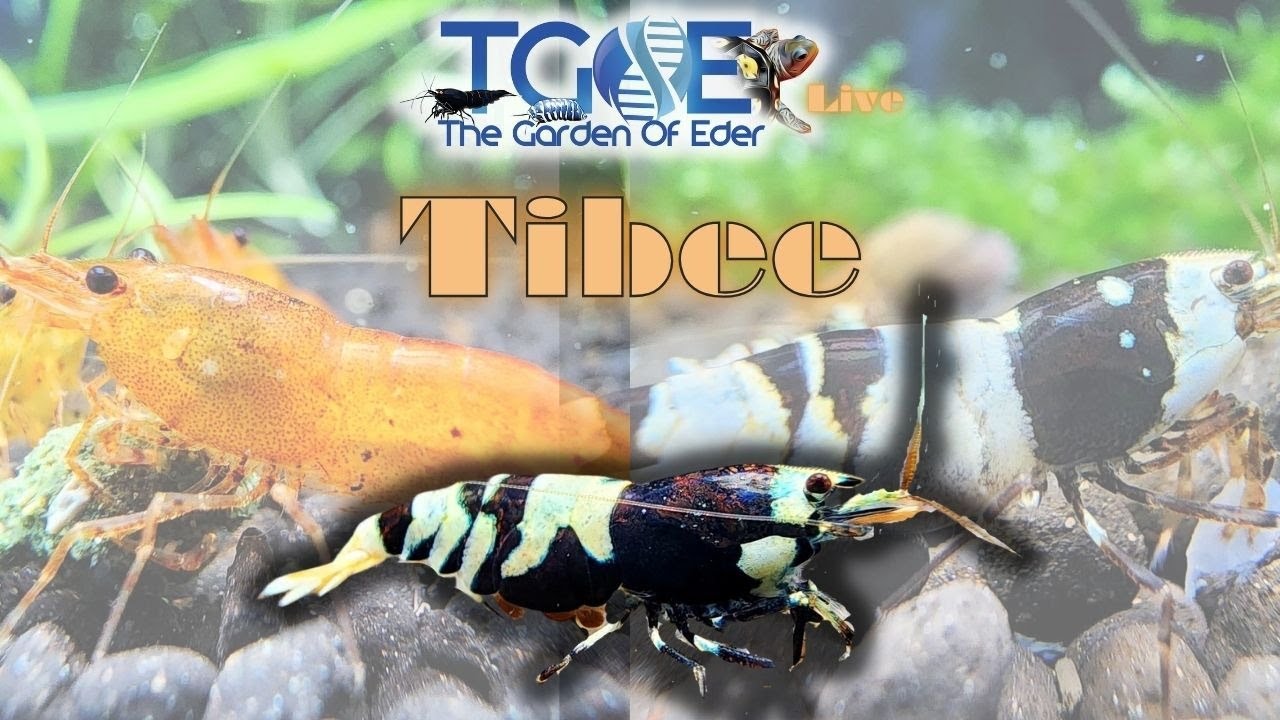 Tibee - YouTube