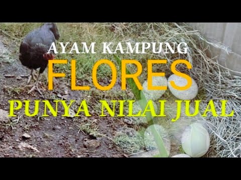 FLORES PUNYA || AYAM KAMPUNG PUNYA NILAI JUAL - YouTube
