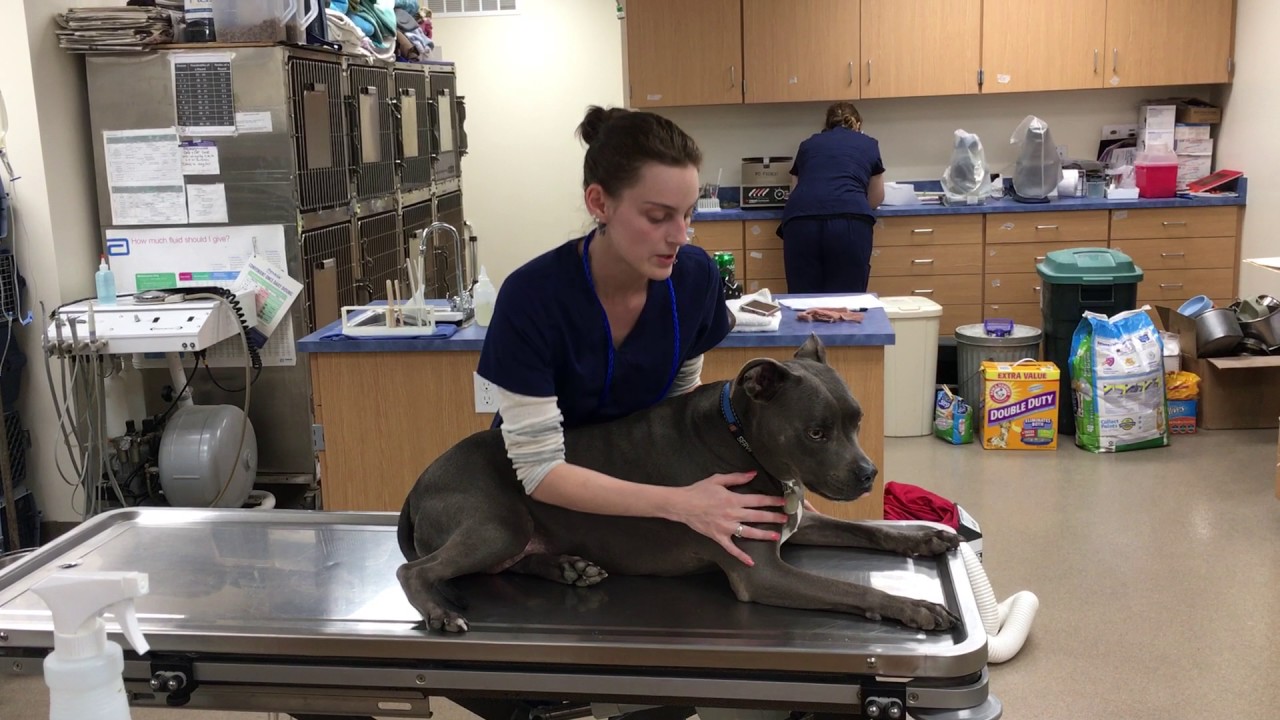 Lateral Recumbancy of a Dog - YouTube