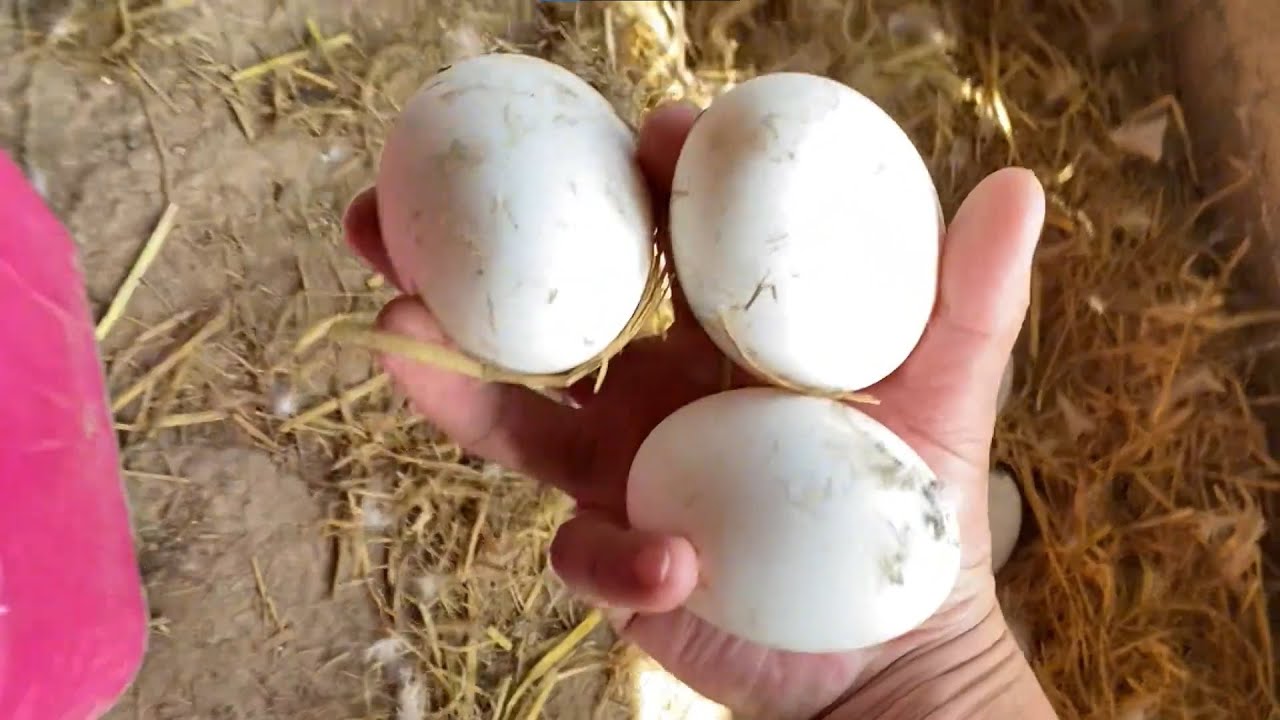 Farm Life | Harvesting goose eggs, how much food is needed for a goose ...