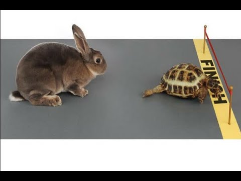 Video Of Real Race Between Hare And Tortoise Goes Viral | ABP News ...