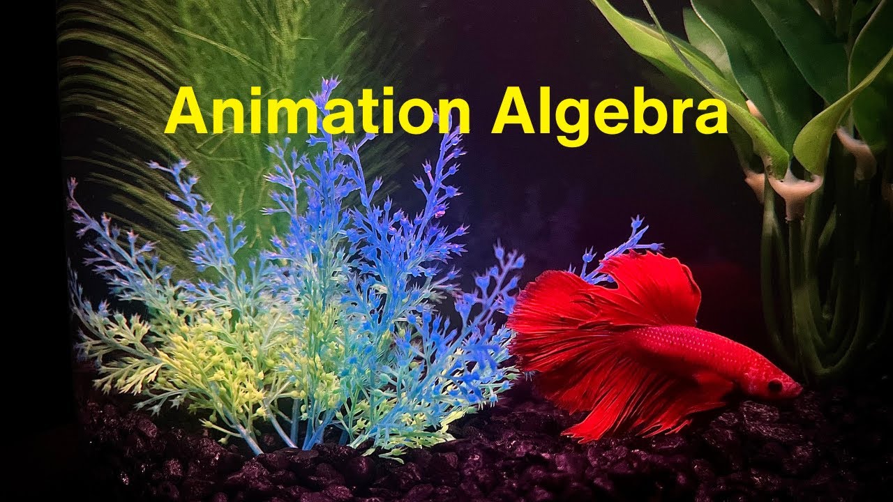 Animation Algebra, multi Step Integers equation, Solve for One Variable ...