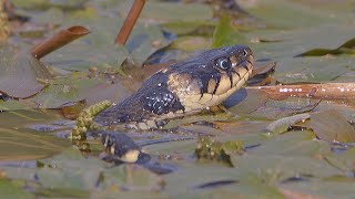 Encounters between large and small grass snakes / Begegnungen von grossen und kleinen Ringelnattern