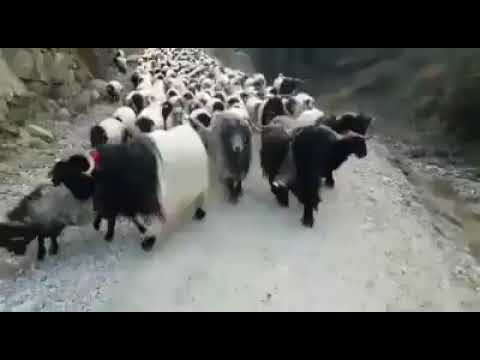 Hayyyyyyy maşallah.. Çanlı kelekli keçiler sürüsü