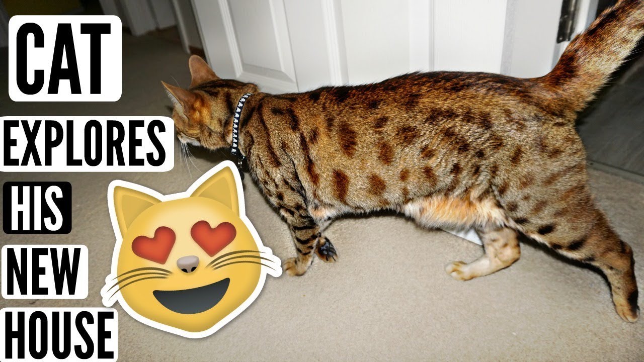 CAT EXPLORES HIS NEW HOUSE FOR THE FIRST TIME - YouTube