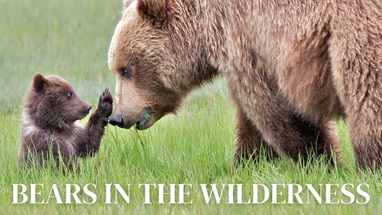 The Bear Kingdom Exploring the Lives of Panda, Grizzly & Polar Bears in ...