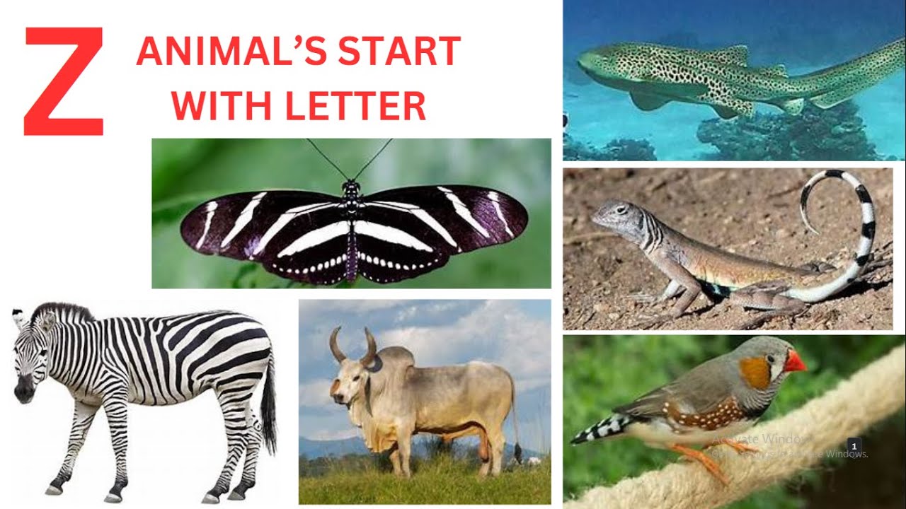 ABC Alphabet Animal words Z / Learn ABC's Real Animal Alphabets Z / ABC ...