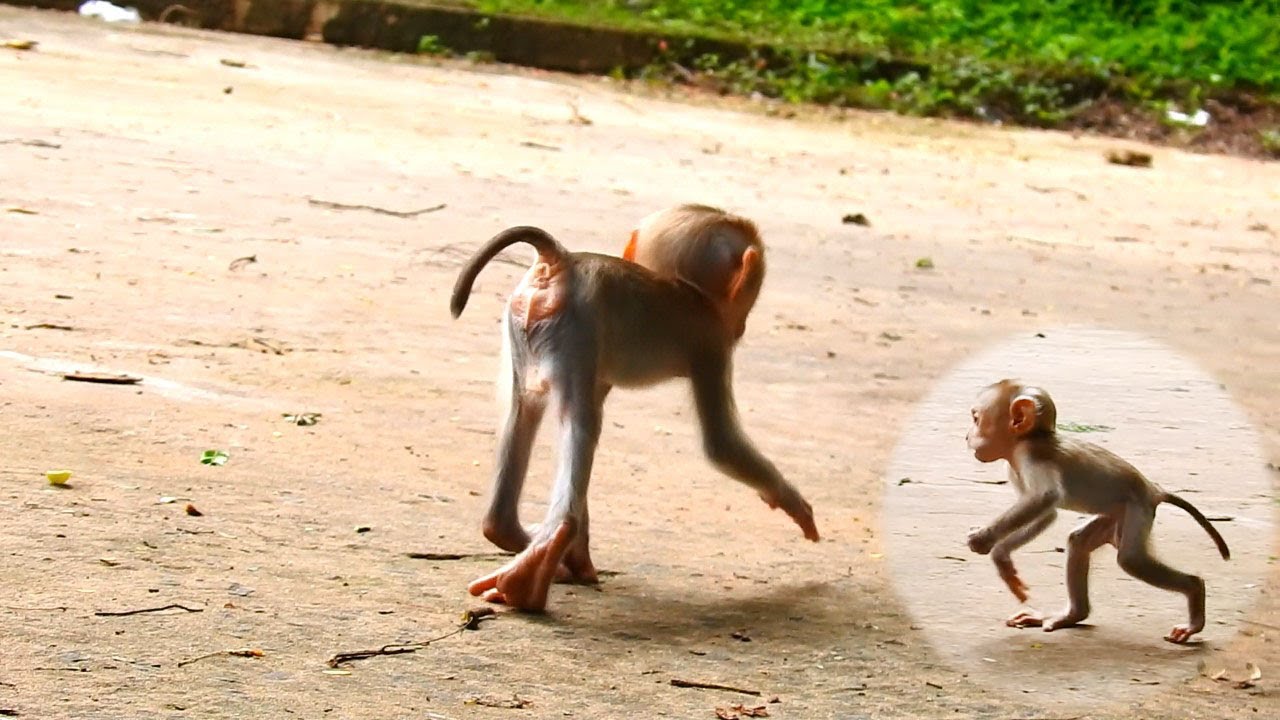 More Adorable.! How Smart Little Baby Monkey Marco Running Away of ...