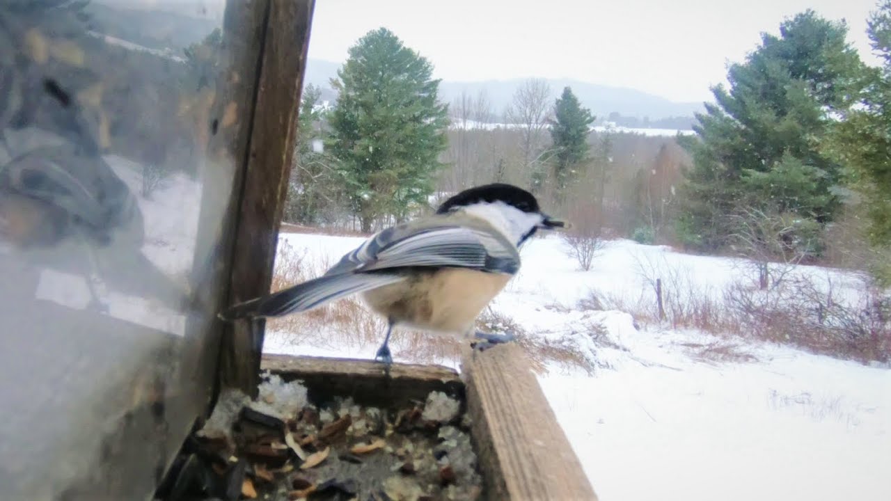 Up Close with the Chickadee Birds/Chickadee Sounds/Birds in Vermont ...