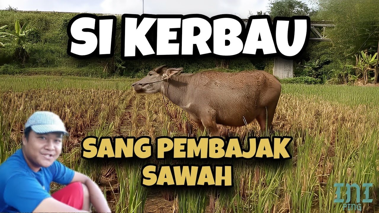 BERTEMU DENGAN ANAK KERBAU BAPANYA DAN IBUNYA !!! - YouTube