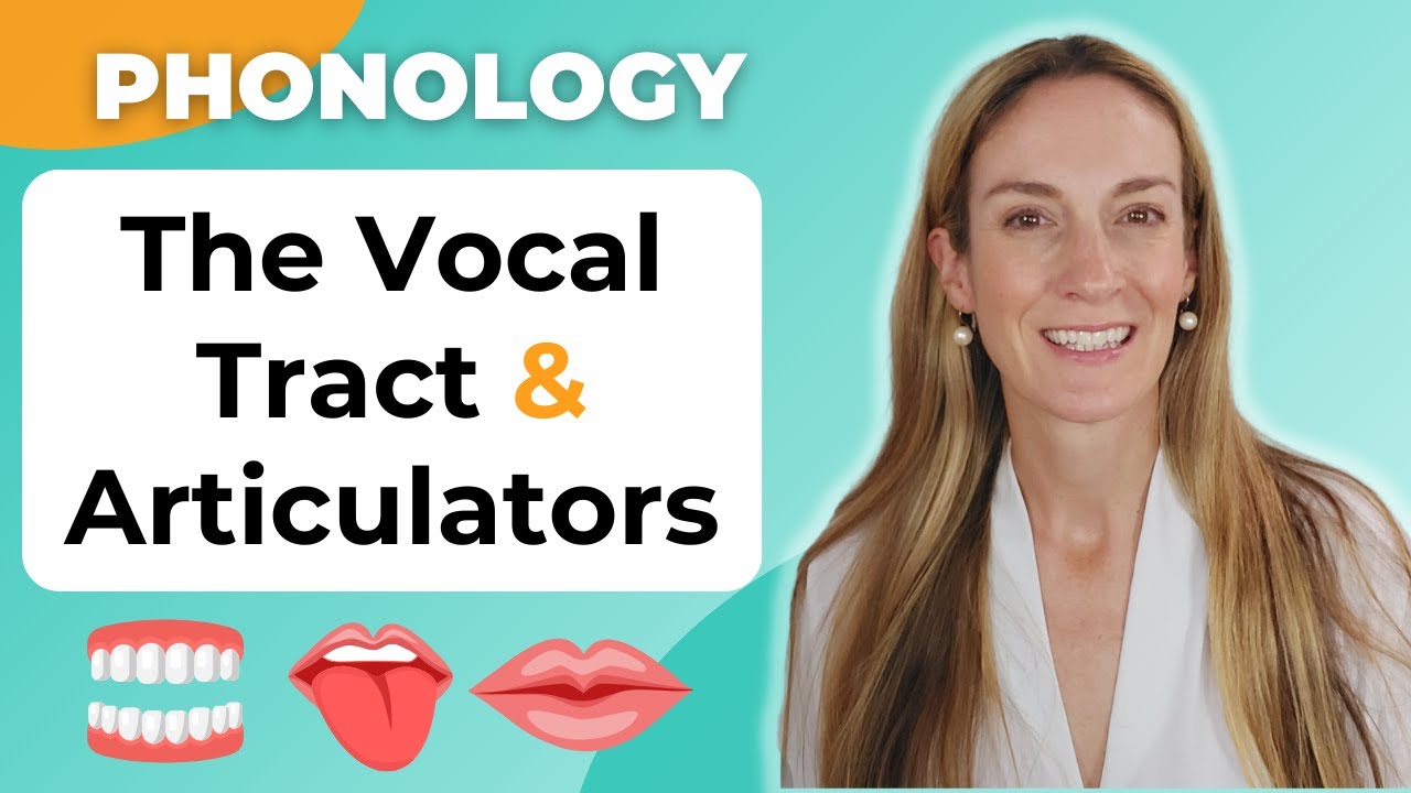 The Articulators & Vocal Tract | Phonology - YouTube