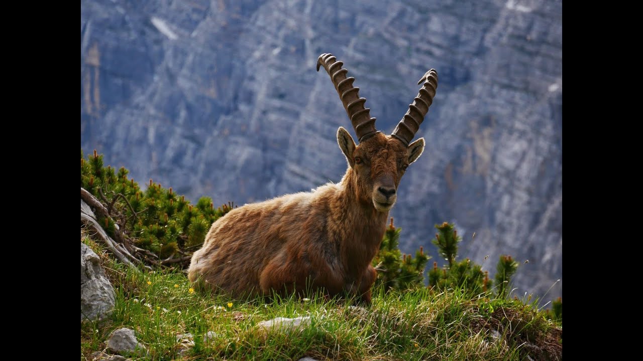 Asian Ibex - YouTube