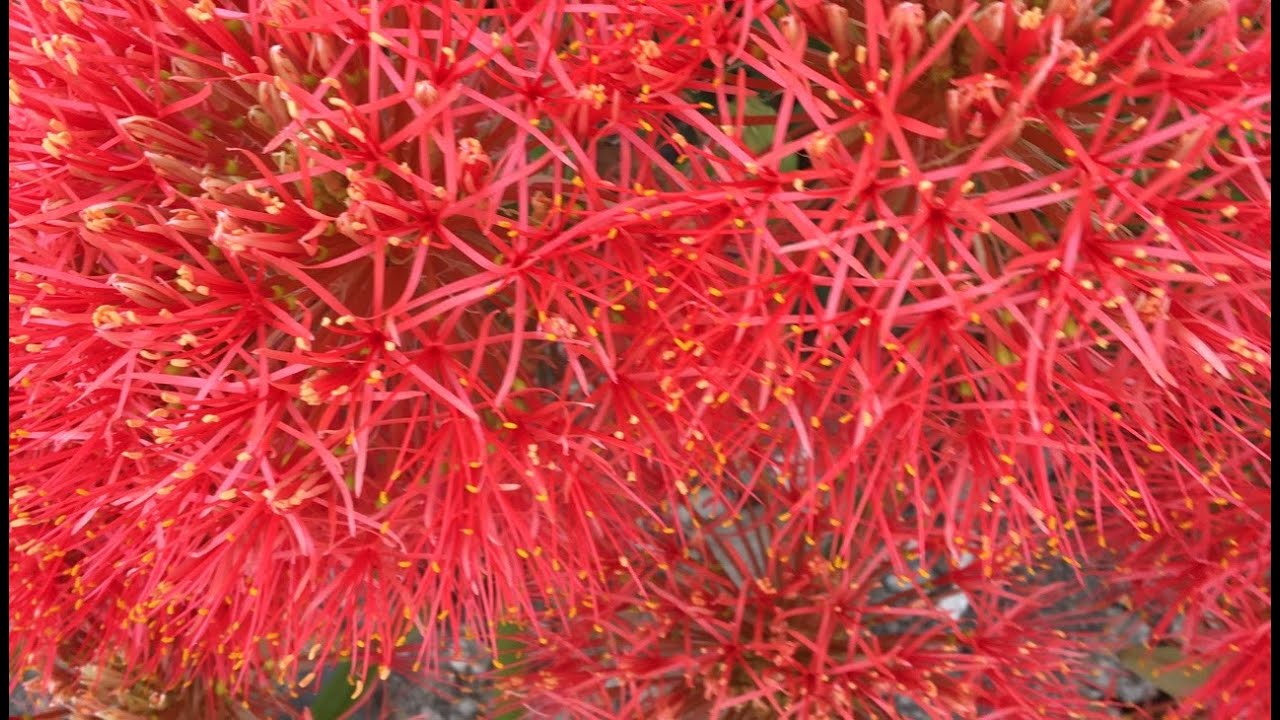 Jesus Is The Answer Gospel Campaign. Wain Road SDAC. - YouTube