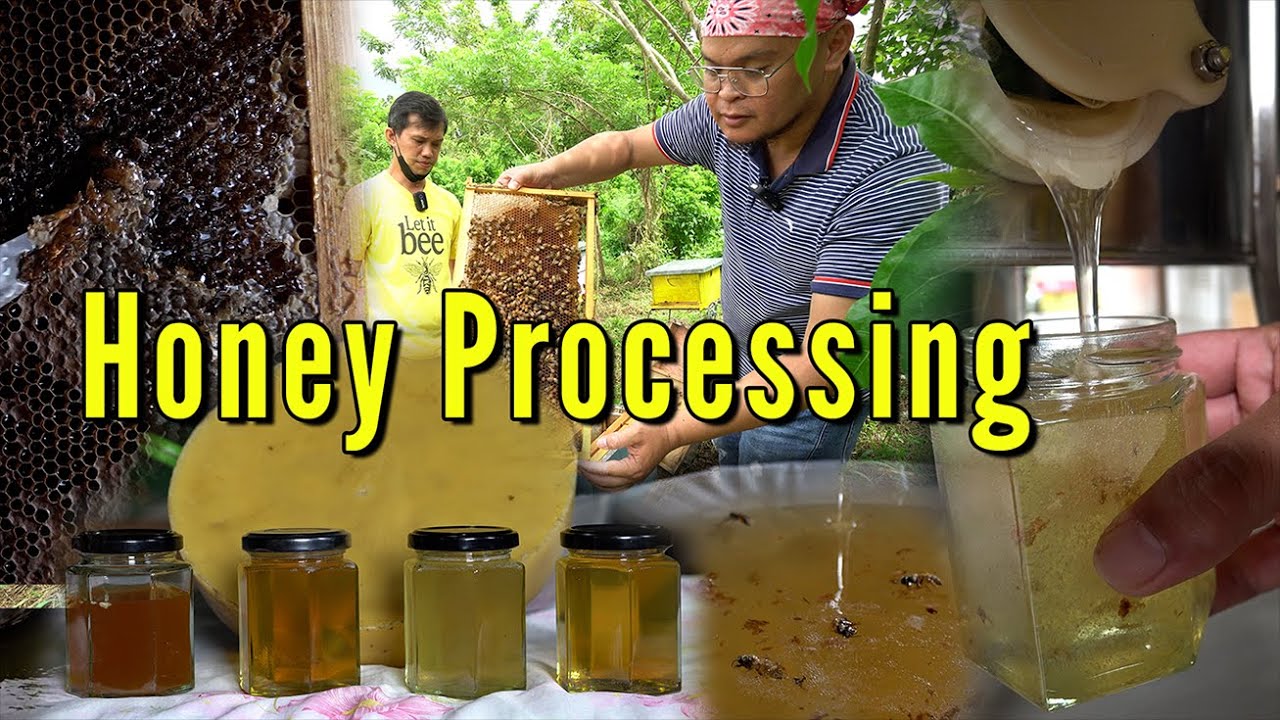 Honey Processing - Honey Cider - Bees Wax - YouTube