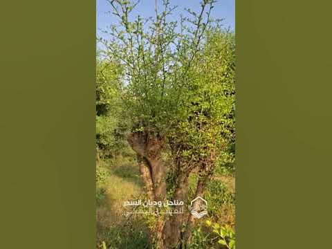 ماهو التحطيب ( التشذيب ) وكيف يكون بدون ضرر على المزارع والبيئة المحيطة ...