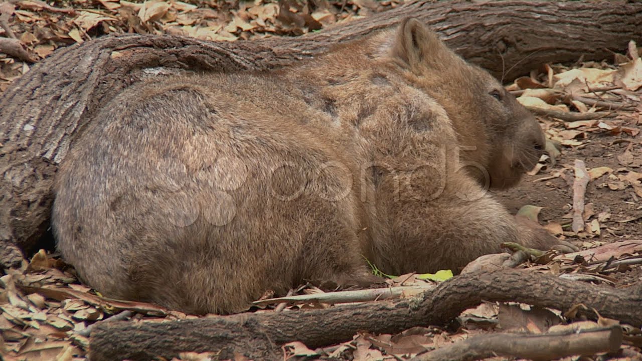 Wombat. Stock Footage - YouTube