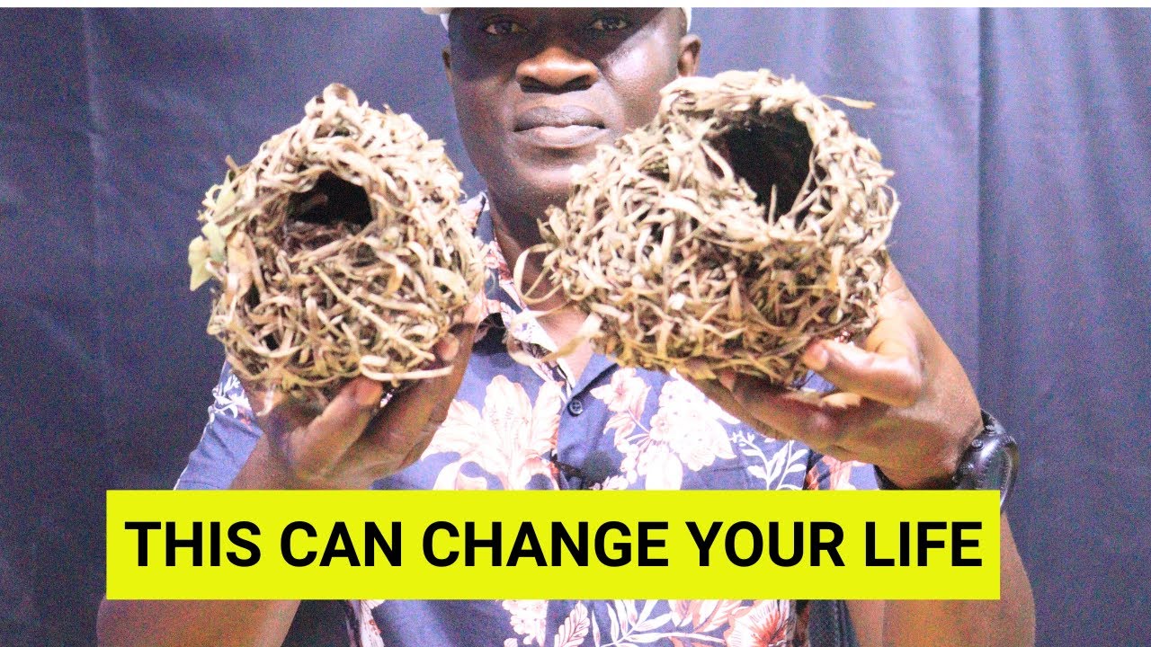 The Untold Secret Inside a Bird’s Nest That Can Change Your Life - YouTube