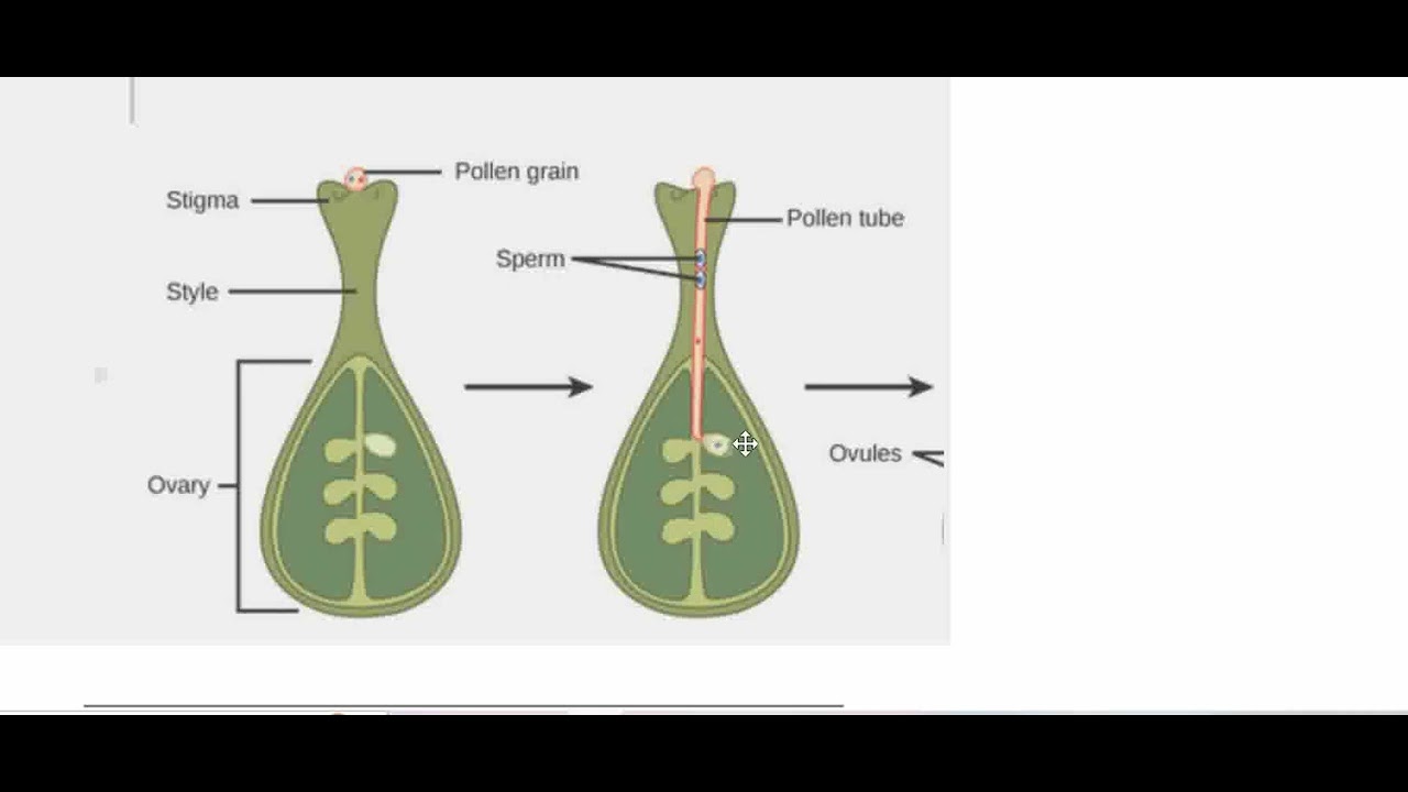 2022 APRIL 0097(0846) PAPER 2 SCIENCE PRIMARY CHECKPOINT -GRADE 5/YEAR ...