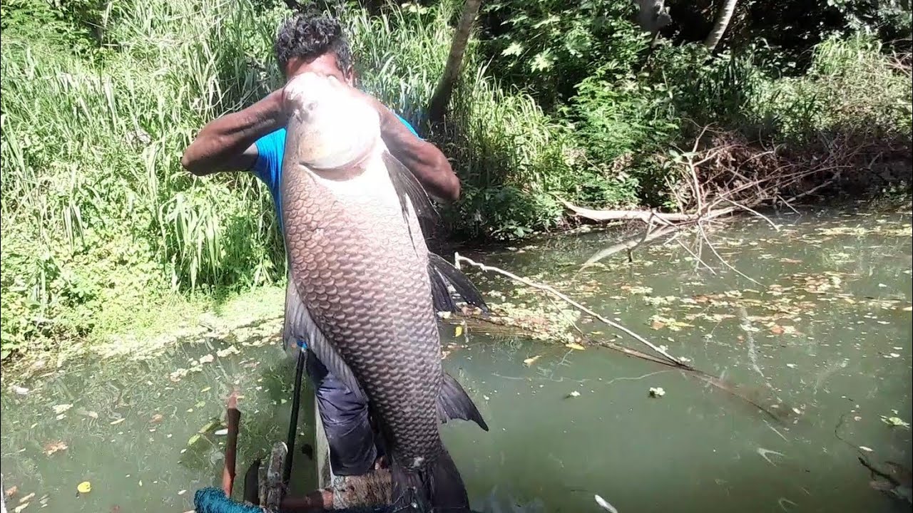 Fishing net Video Big Catla fish hunting Fishing In Sri Lanka River ...